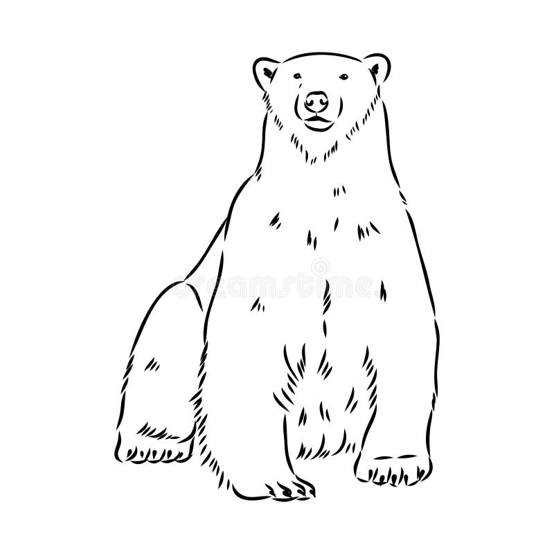 Polar Engraving Clip Art at Sam Vanthoff blog