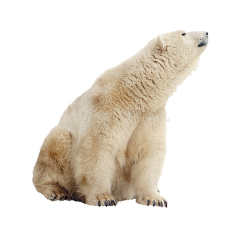 Polar Bear. Isolated Over White Stock Image - Image of hunt, marine ...