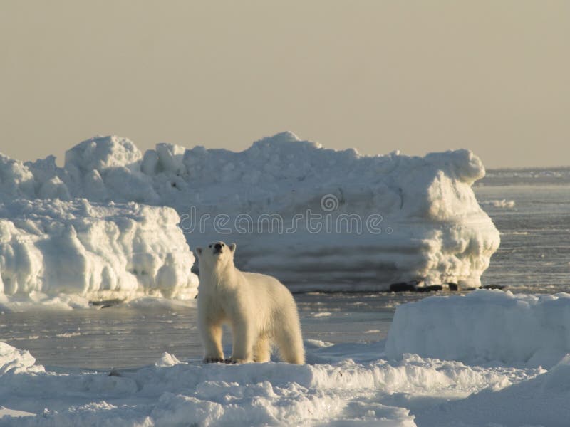 Polar Bear, King of the Arctic Stock Image - Image of svalbard, animal ...