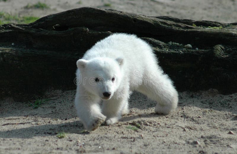 Polar bear Knut editorial photography. Image of cute, charlottenburg ...