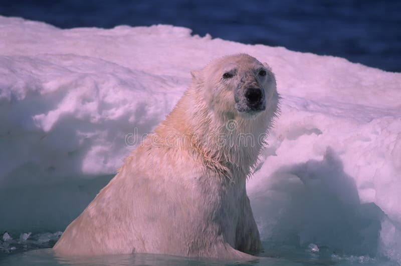 Polar bear,large male stock image. Image of details, swim - 6300943