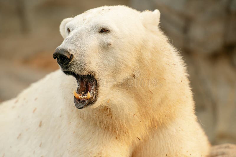212 Hypercarnivorous Bear Stock Photos - Free & Royalty-Free Stock ...
