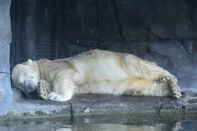 Polar Bear Laying on a Rock Stock Image - Image of black, life: 120061863
