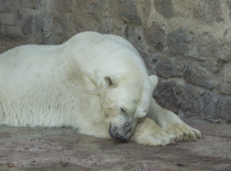 Polar bear stock image. Image of fierce, nature, lies - 44096223