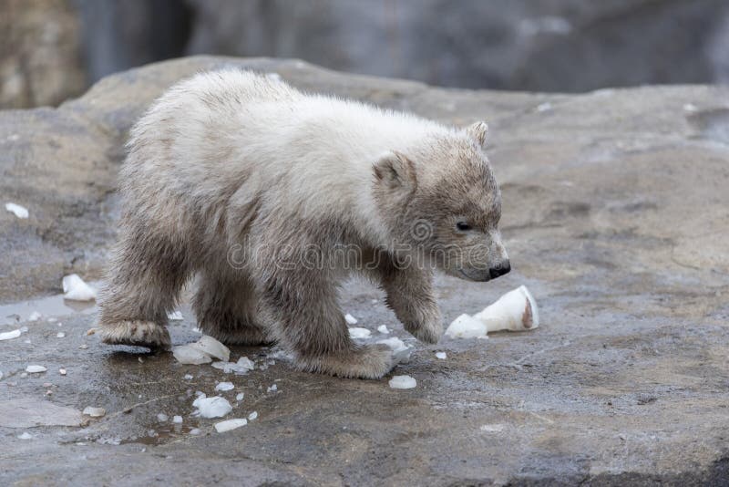 327 Polar Bear Baby Face Images Stock Photos - Free & Royalty-Free ...