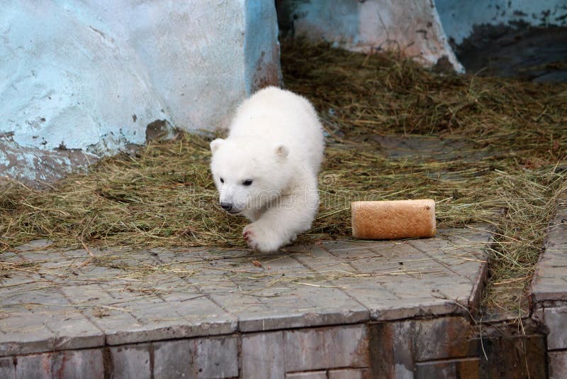 Polar Bear with a Loaf of Bread Stock Photo - Image of polar, mammal ...