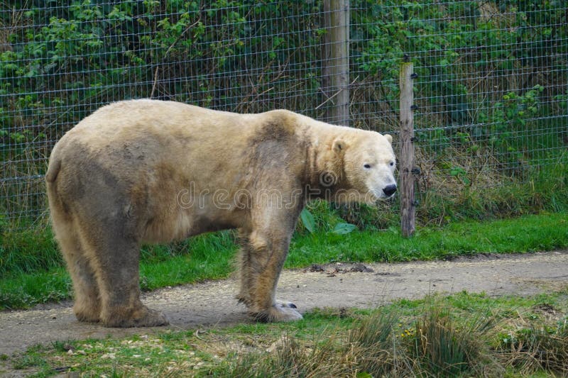 Polar bear looking out stock photo. Image of face, carnivora - 314567798