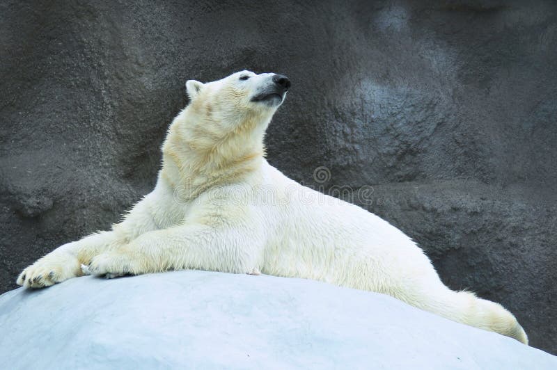 Polar Bear Lying on the Belly Stock Image - Image of cold, pole: 179384837