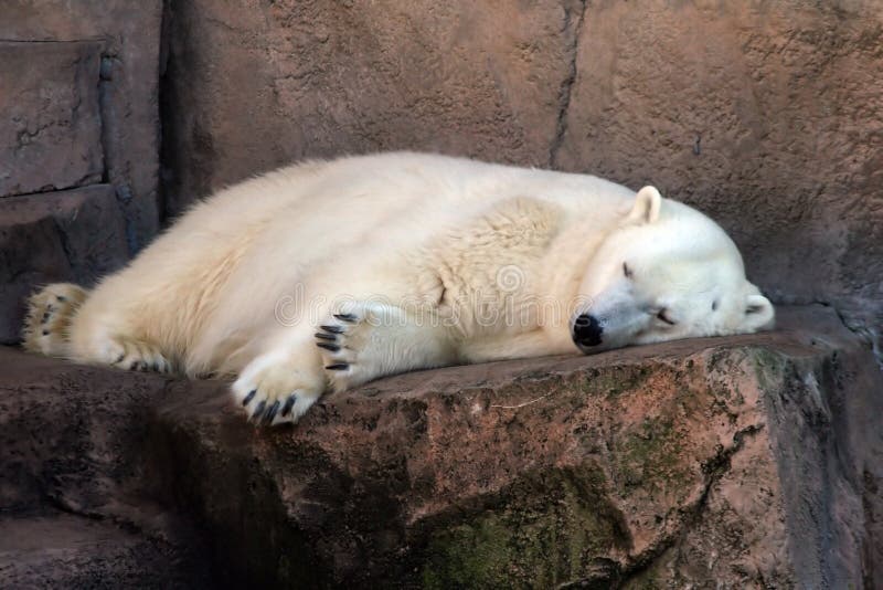 Polar Bear Napping Picture. Image: 1735301