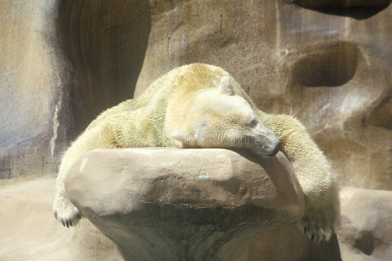 Polar Bear Napping at San Diego Zoo, CA, Ursusmaritmius Editorial Image ...