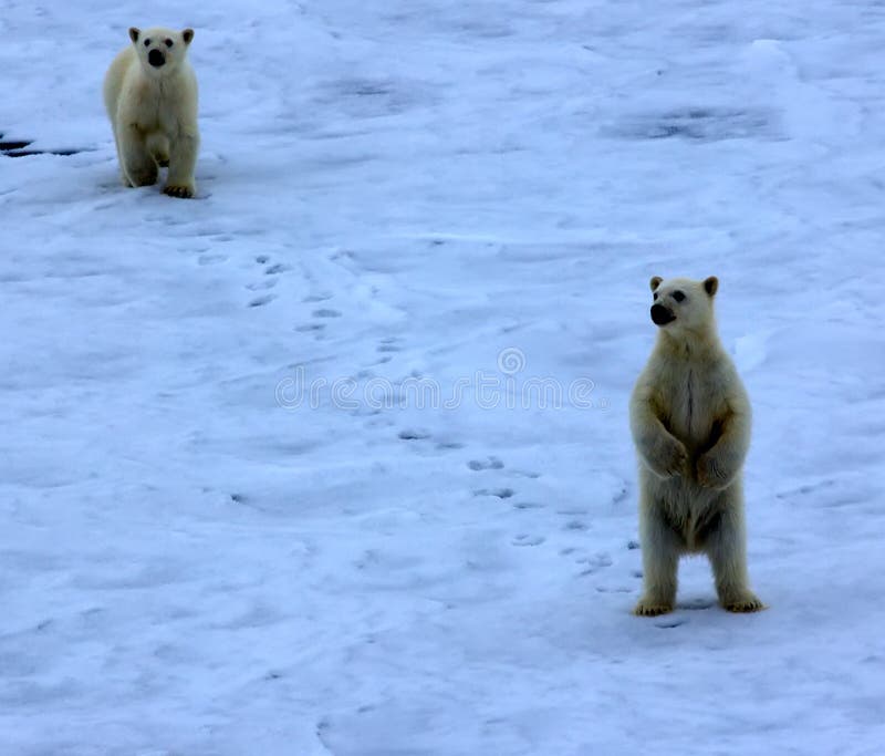 Polar Bear Near North Pole 86-87 Degrees North Latitude Stock Photo ... Polar Bear Near North Pole 86-87 Degrees North Latitude Stock Photo ...