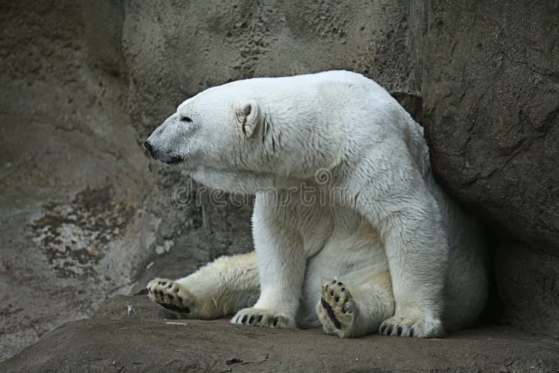 Polar bear near rock wall stock image. Image of habitat - 55156897