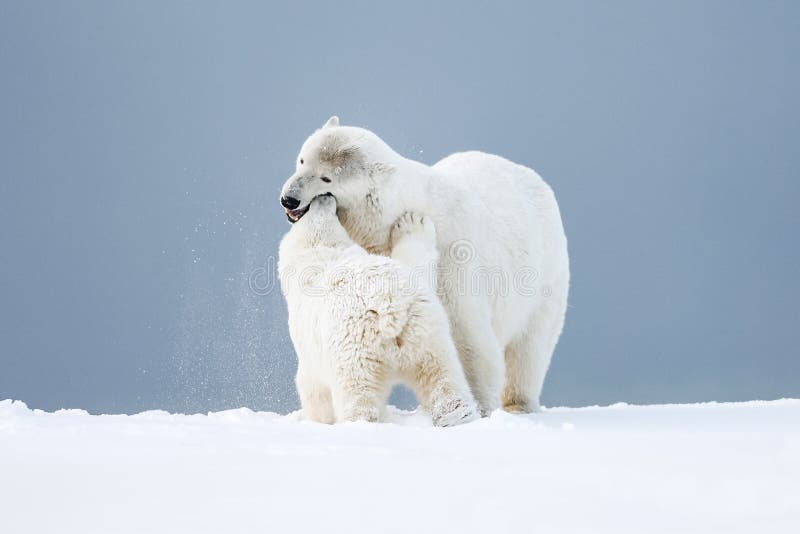 A Polar Bear, a Northern Bear, a Umka Lat. Ursus Maritimus, the World`s ...