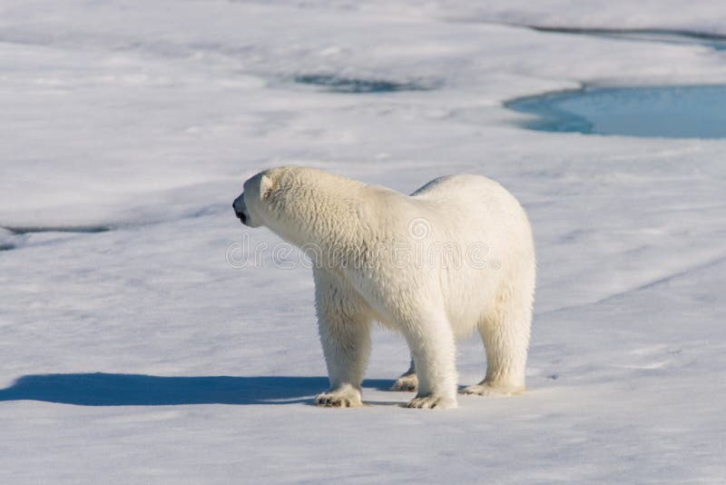Wild Polar Bear on Pack Ice in Arctic Sea View from Top, Aerial Stock ...
