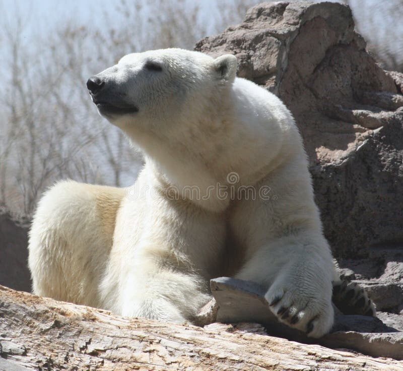 Polar bear at rest stock image. Image of ocean, warming - 13647853