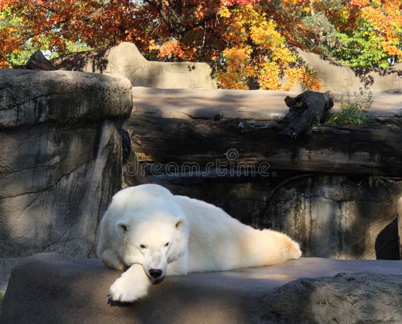 Polar bear resting stock photo. Image of vivid, colors - 21645712