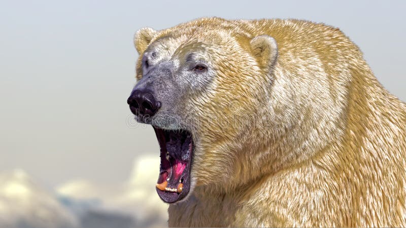 Polar Bear roar stock image. Image of roar, polar, bear - 51761383
