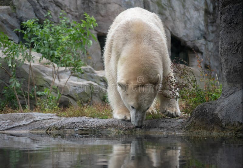 Polar Bear in Rocky Environment Stock Image - Image of polar ...