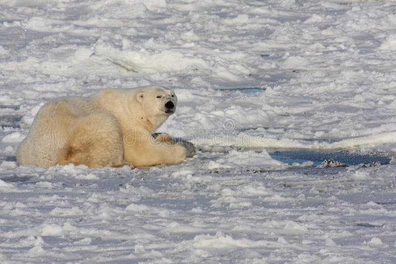 Polar Bear Catching Seal