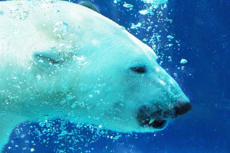 Polar Bear Showing Tooth Underwater Stock Photo - Image of tooth ...