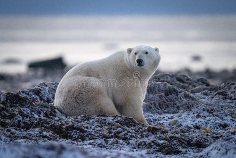 Polar Bear Sits on Kelp Looking Back Stock Photo - Image of maritimus ...
