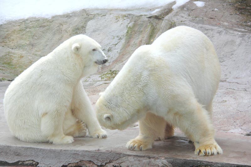 Two Young Polar Bears Playing Stock Photo - Image of bear, happy: 21114662