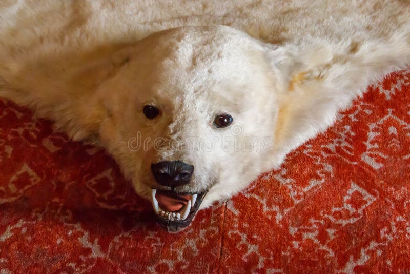 Polar bear skin on floor stock image. Image of carpet - 332501827