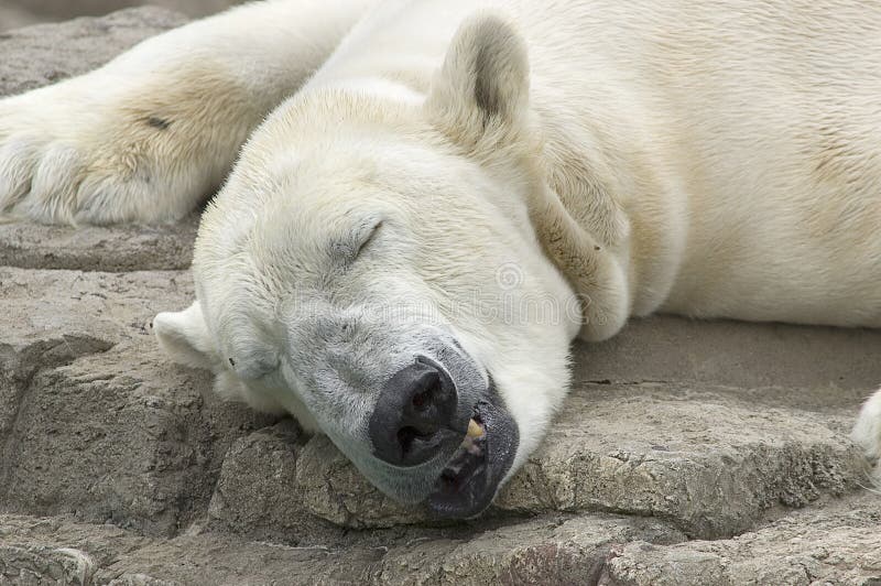 Ice bear stock photo. Image of norway, bear, floes, polar - 17012