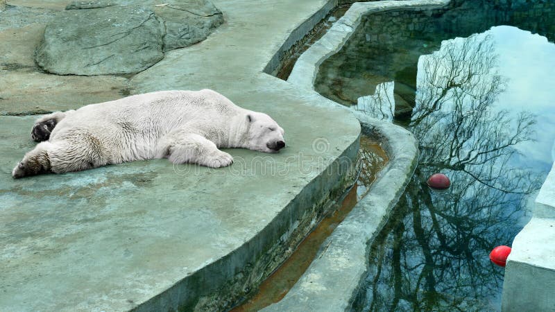 Polar bear stock photo. Image of raptor, north, danger - 39841686