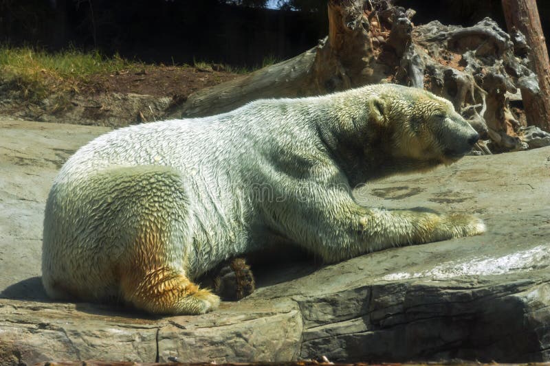 Polar bear, sleeping stock image. Image of sleeping - 315486587