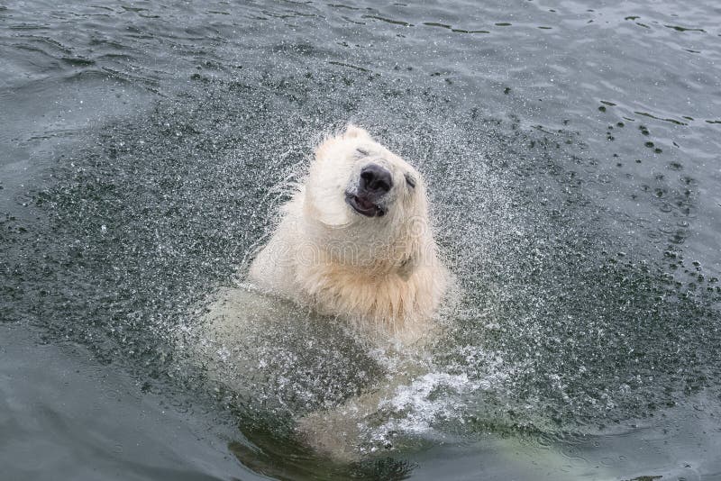 Polar bear stock photo. Image of face, north, childhood - 130903348