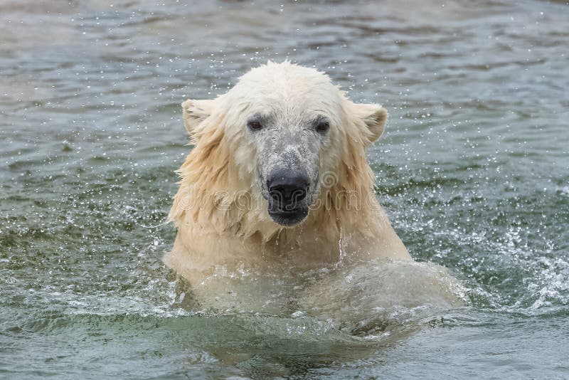 Polar Bear stock image. Image of ocean, marine, arctocephalus - 2902441