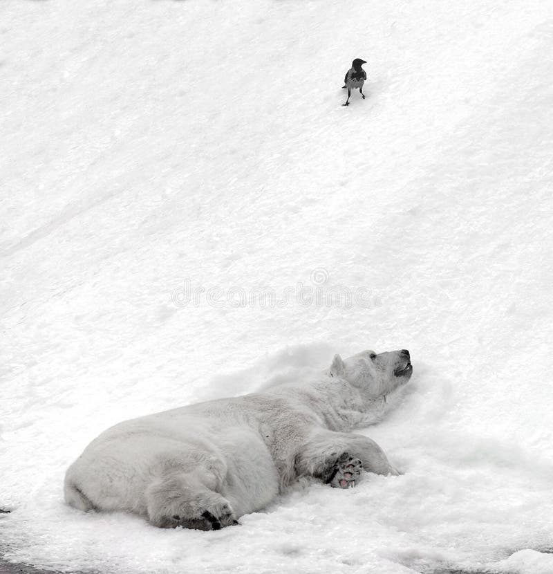 Polar Bear in Snow and Crow Stock Image - Image of northern ...