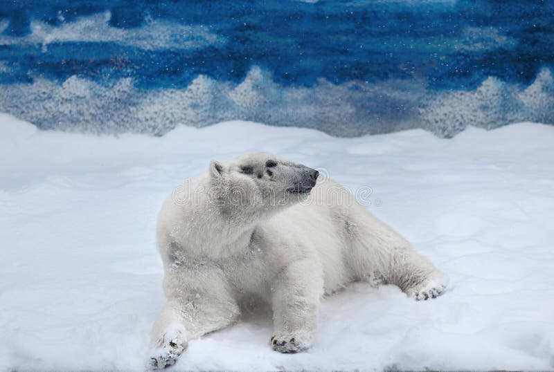 Polar bear on snow stock photo. Image of polar, blue - 279094376