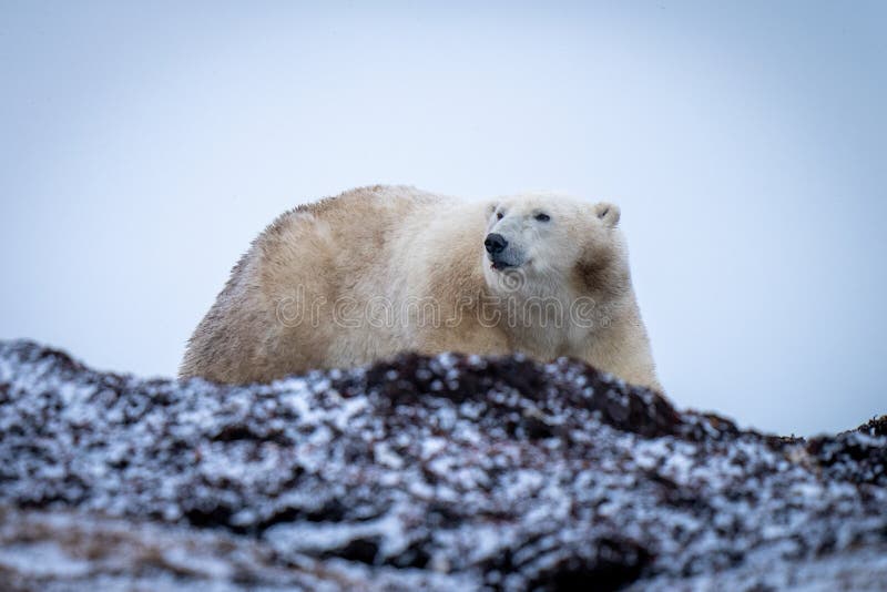 Polar Bear Stands Behind Ridge Looking Back Stock Photo - Image of coat ...