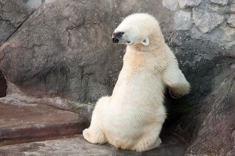 Polar Bear Stretching Its Neck Stock Photo - Image of captive, bear ...