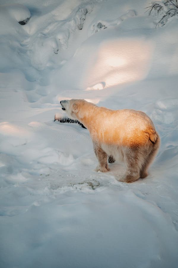 Polar Bear Stretching Neck Out in Ranua, Lapland Stock Photo - Image of ...