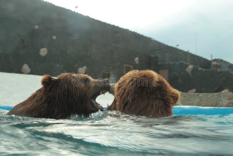 Polar Bear is Swimming in the Interior of the Prague Zoo. Stock Photo ...