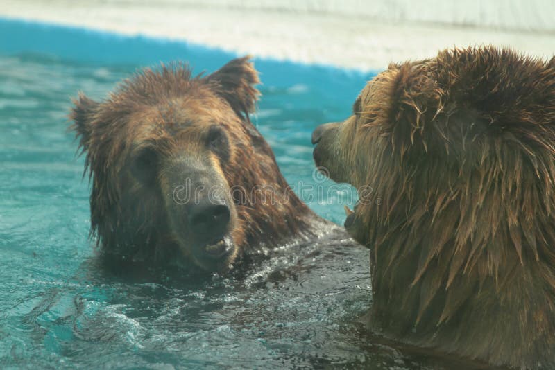 Polar Bear is Swimming in the Interior of the Prague Zoo. Stock Image ...