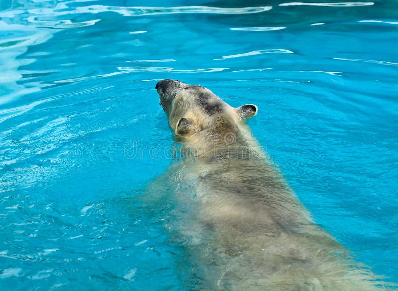 Polar bear stock image. Image of floating, destruction - 38873439