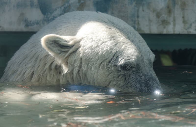A Polar Bear Swims in the Pool Stock Image - Image of water, polar ...