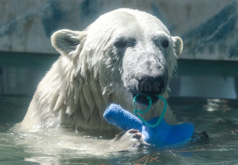 A Polar Bear Swims in the Pool Stock Image - Image of portrait, nature ...
