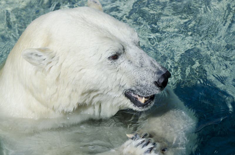 Polar Bear stock photo. Image of teeth, fish, paws, polar - 33528304