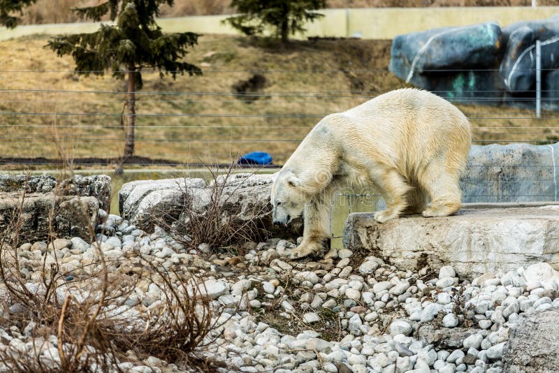 Polar Bear in Toronto Zoo stock photo. Image of toronto - 67014408