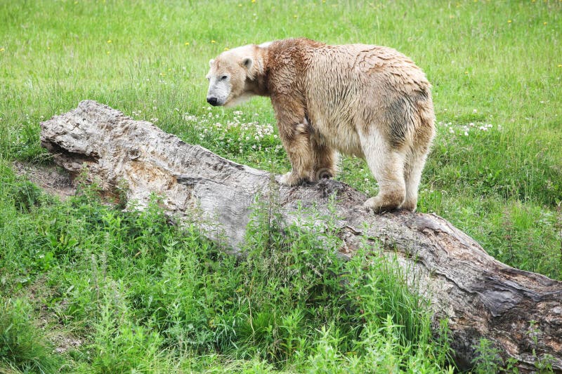 Polar bear on a tree trunk stock image. Image of habitat - 305295701