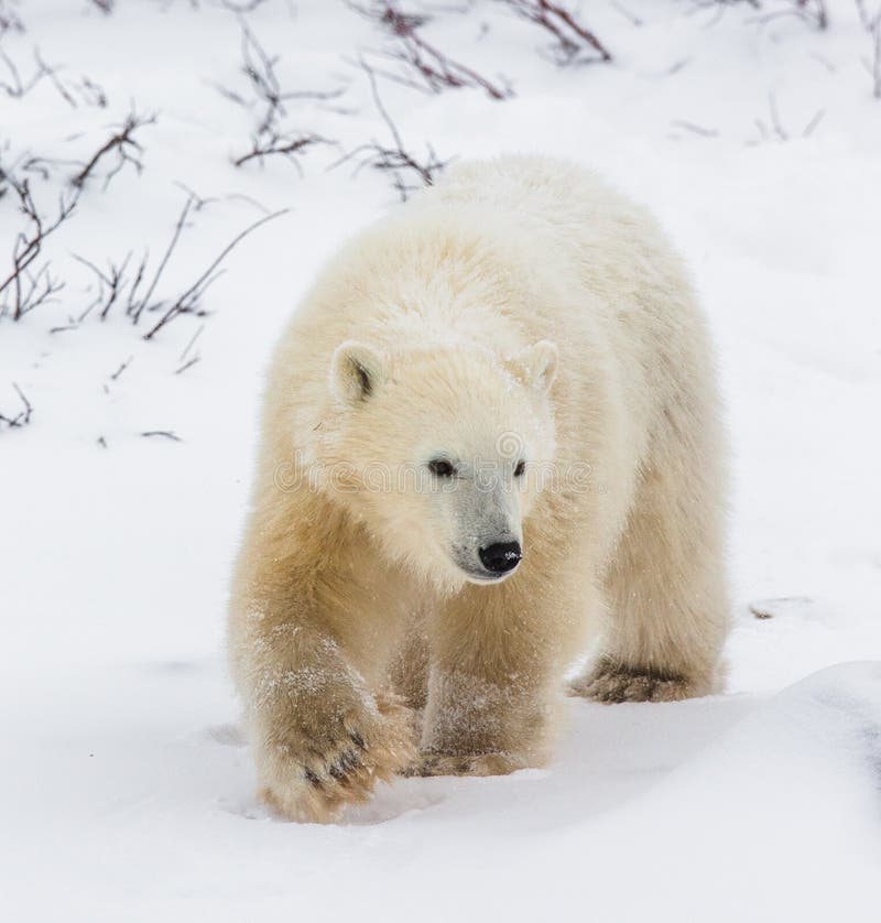 A Polar Bear on the Tundra. Snow. Canada Stock Image - Image of ...