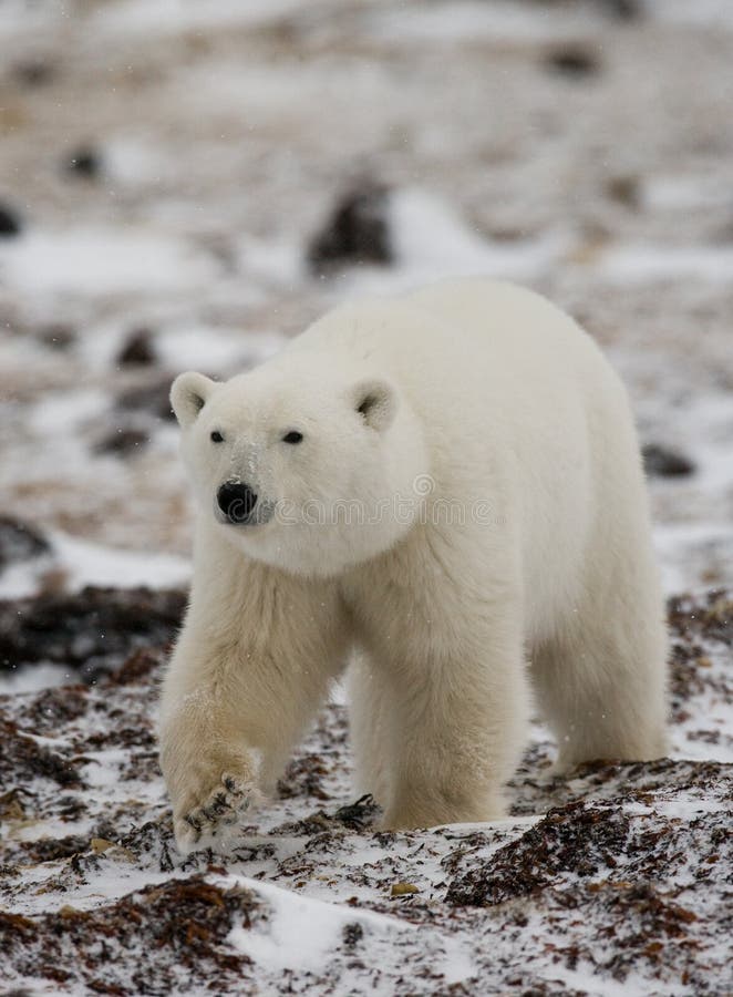 A Polar Bear on the Tundra. Snow. Canada Stock Photo - Image of tundra ...