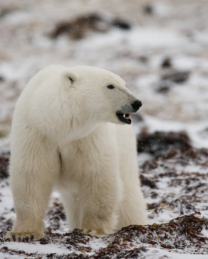 A Polar Bear on the Tundra. Snow. Canada Stock Photo - Image of canada ...