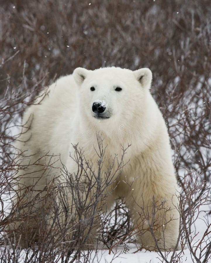 A Polar Bear on the Tundra. Snow. Canada Stock Image - Image of snow ...