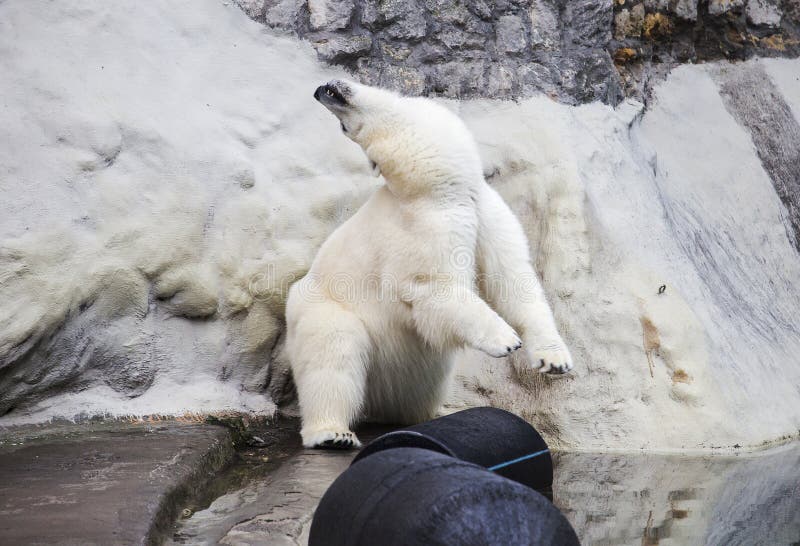 Polar bear. stock photo. Image of bear, animal, white - 297629714